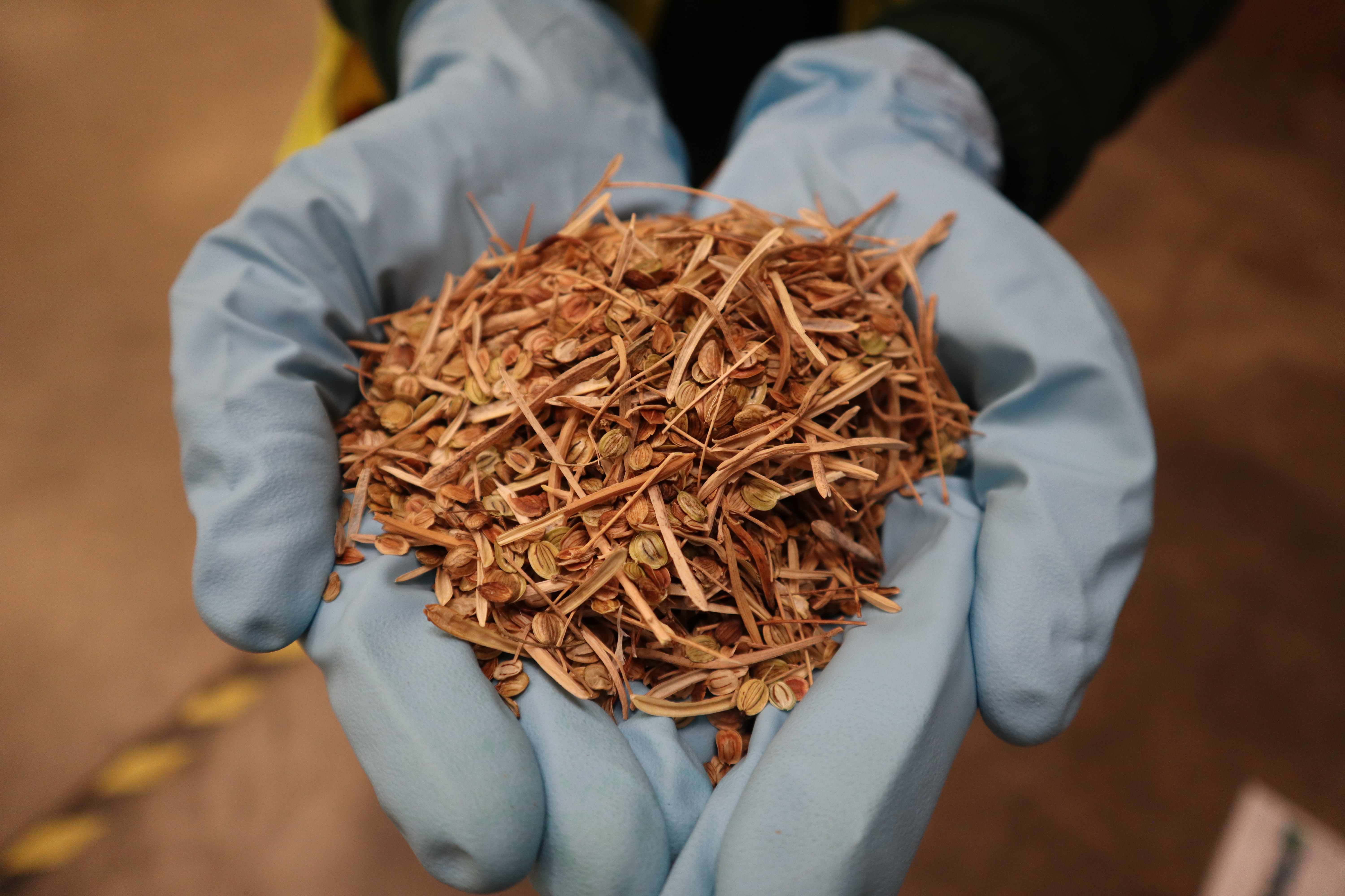 Elsoms Seeds | Customer story | Bühler Group