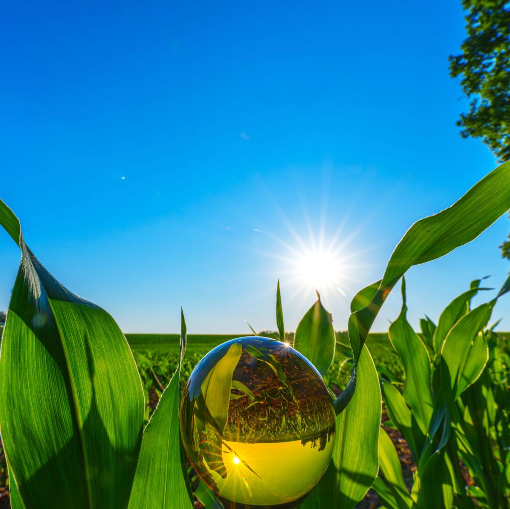 Biorefinery | Bühler Group
