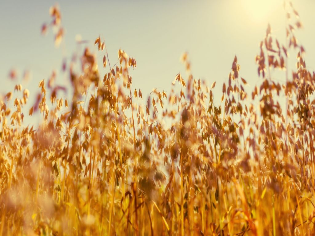 Oat Processing | Milling Training | Bühler Group