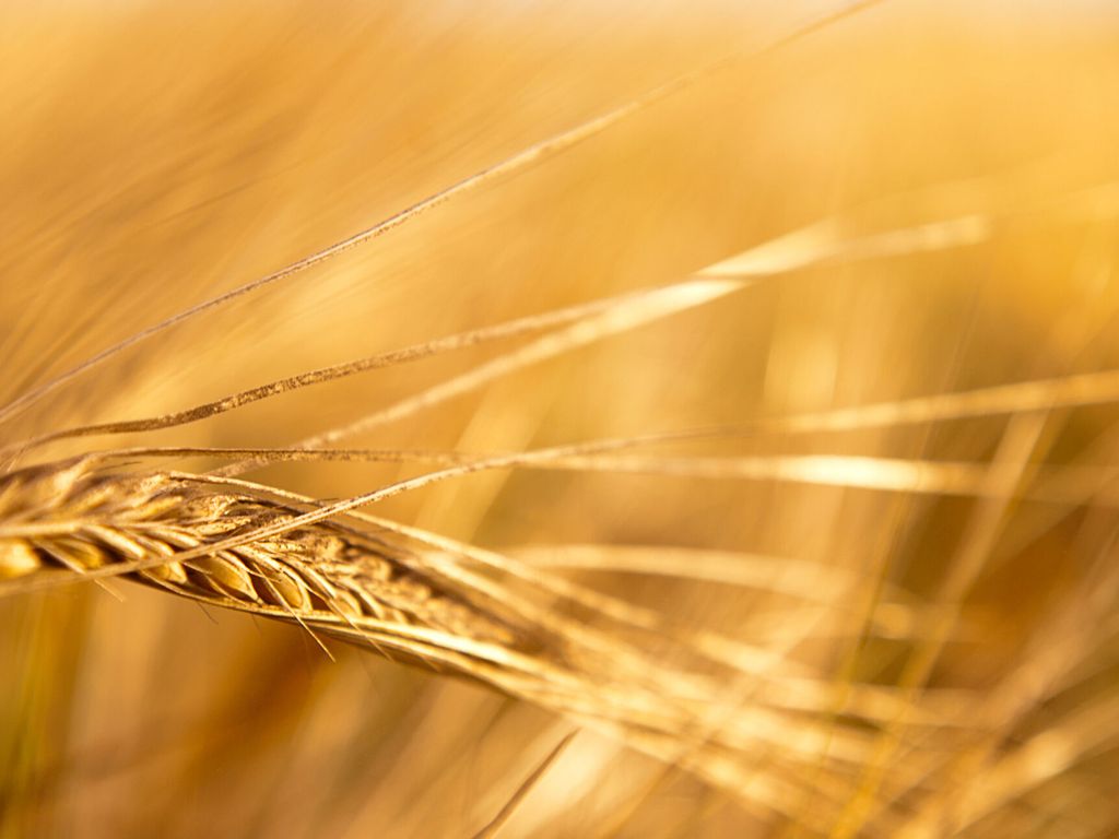 Durum Processing | Milling Training | Bühler Group