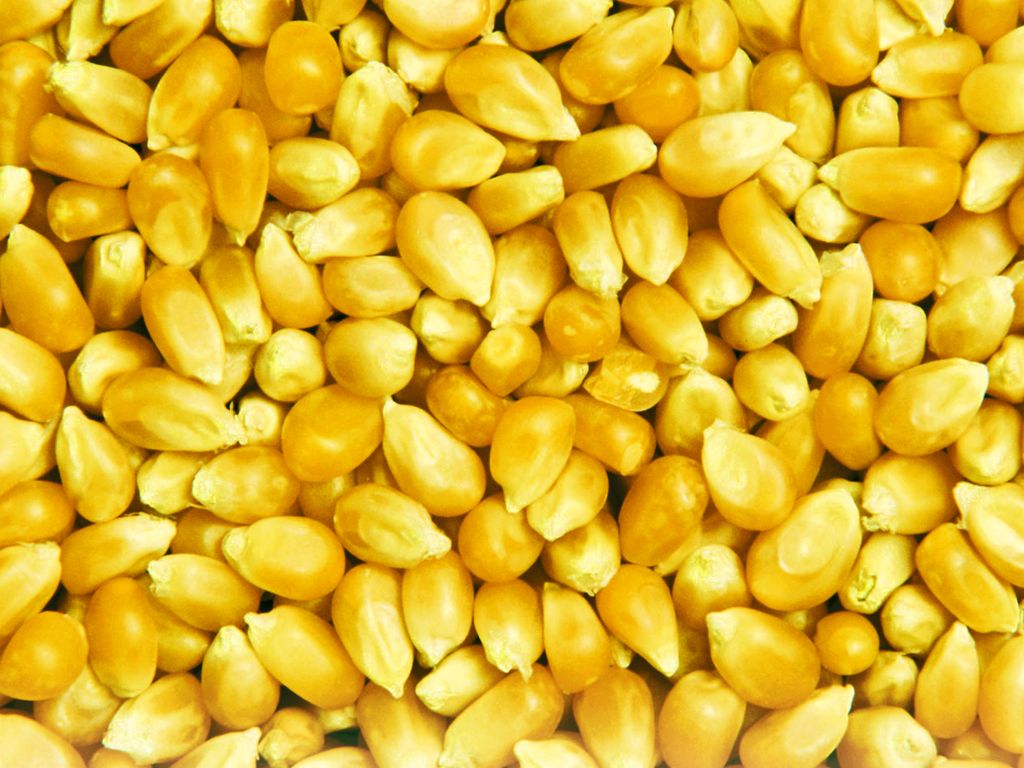 Agricultural Seed Sorting | Field and Vegetable | Bühler Group