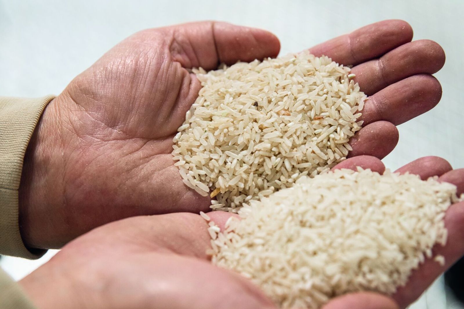 Forging a new future for rice processing | Inspiration Hub | Bühler Group