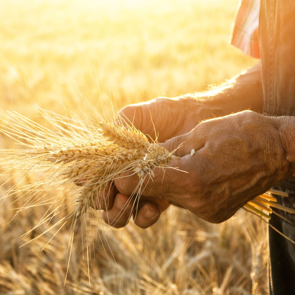 Grain Sorting | Wheat, Barley and Oat | Bühler Group
